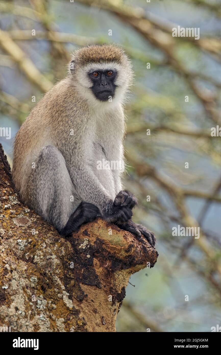 Black faced vervet monkey, Ngorongoro Crater, Tanzania, Africa Stock ...