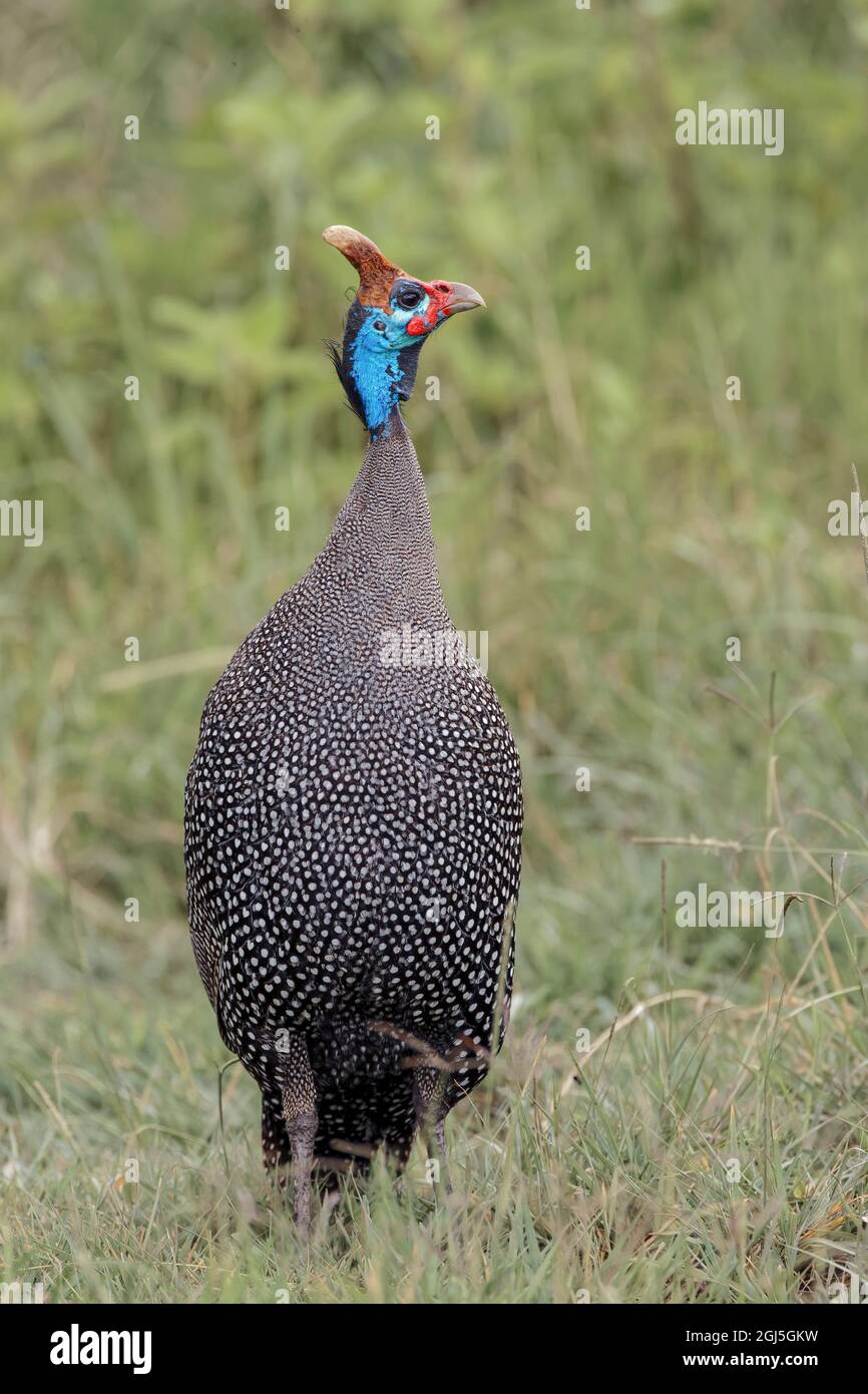 Helmeted guineafowl, Ngorongoro Crater, Tanzania, Africa Stock Photo ...