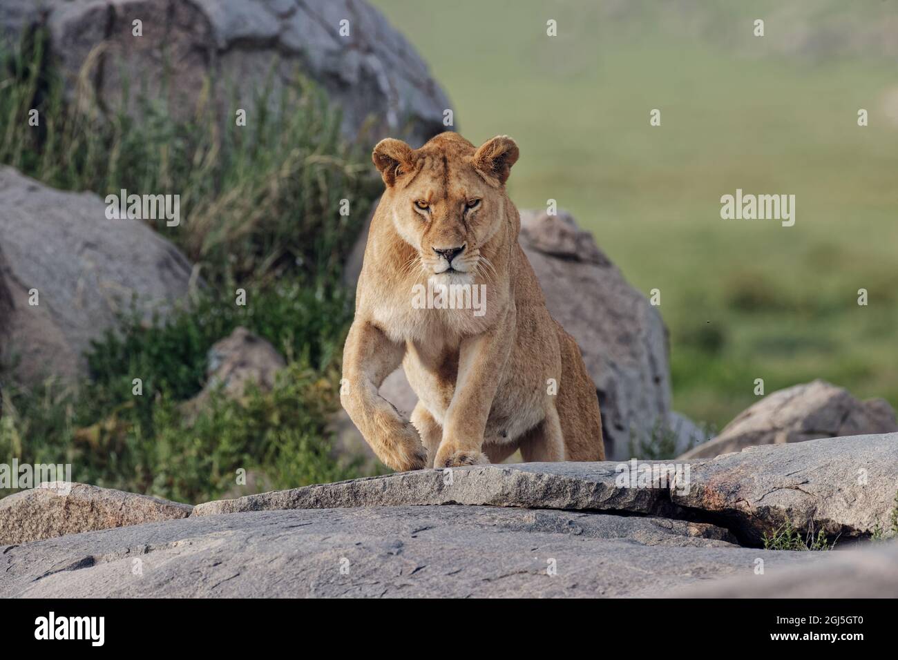 Female lion on hi-res stock photography and images - Alamy