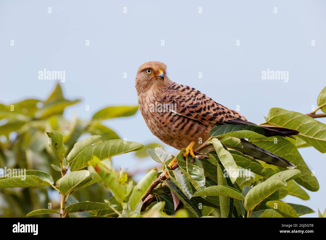 Common kestrel, Serengeti National Park, Tanzania, Africa Stock Photo ...