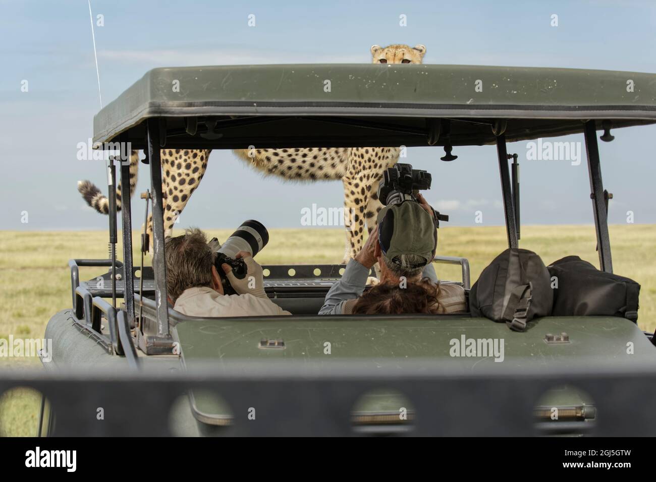 Cheetah on safari vehicle hi-res stock photography and images - Alamy