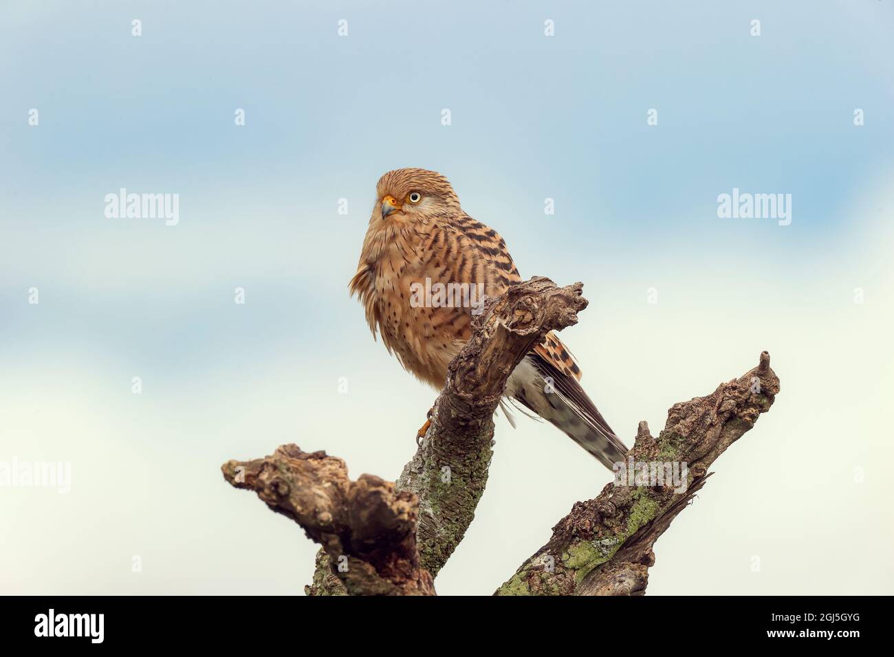 Common kestrel, Serengeti National Park, Tanzania, Africa Stock Photo ...