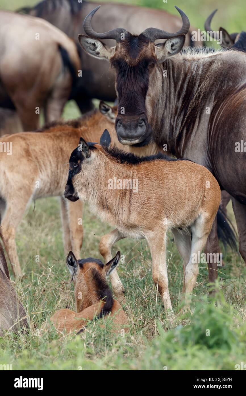 Baby wildebeest, Serengeti National Park, Tanzania, Africa Stock Photo ...