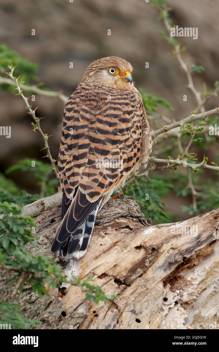 Common kestrel, Serengeti National Park, Tanzania, Africa Stock Photo ...