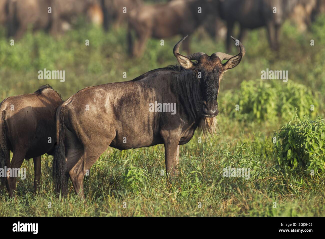 Wildebeest migration serengeti hi-res stock photography and images - Alamy