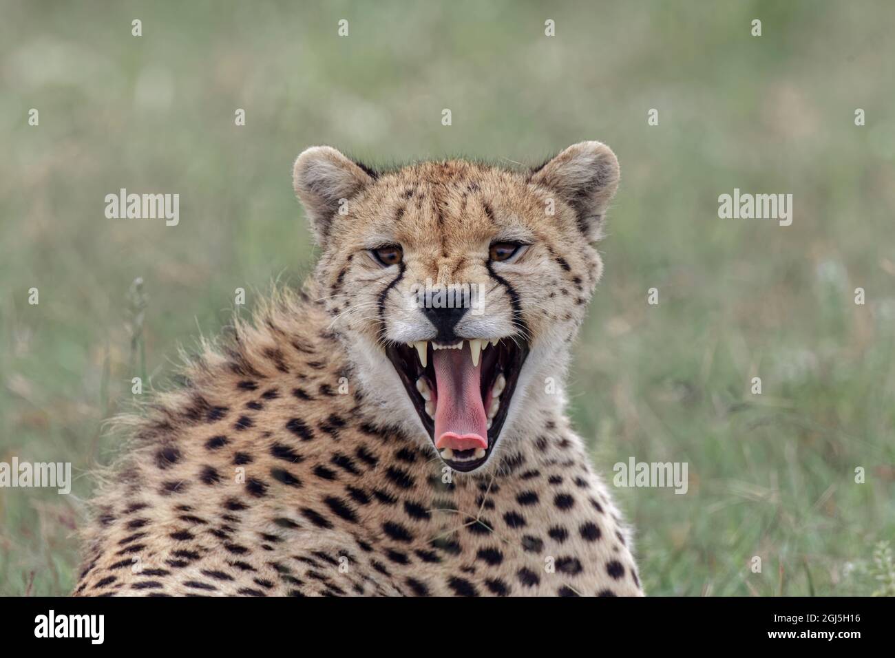Cheetah yawning, Serengeti National Park, Tanzania, Africa Stock Photo ...