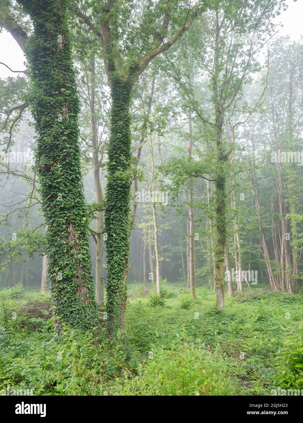 forest in morning mist near river seine in french normandy Stock Photo ...