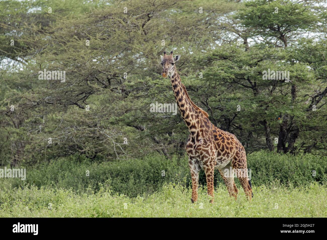 Masai giraffe, Serengeti National Park, Tanzania, Africa Stock Photo - Alamy