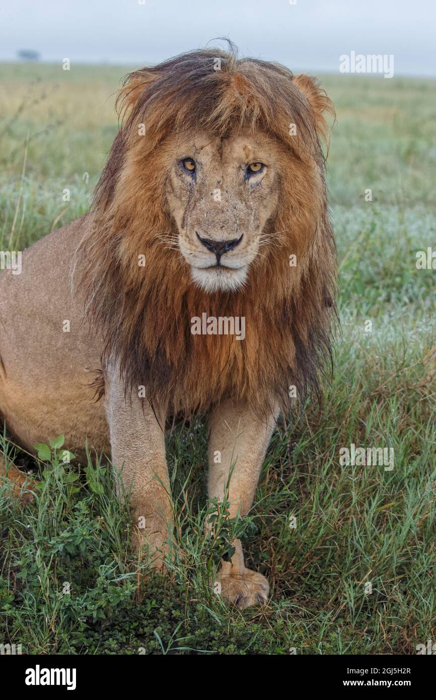 Adult black maned lion, Serengeti National Park, Tanzania, leo Stock ...
