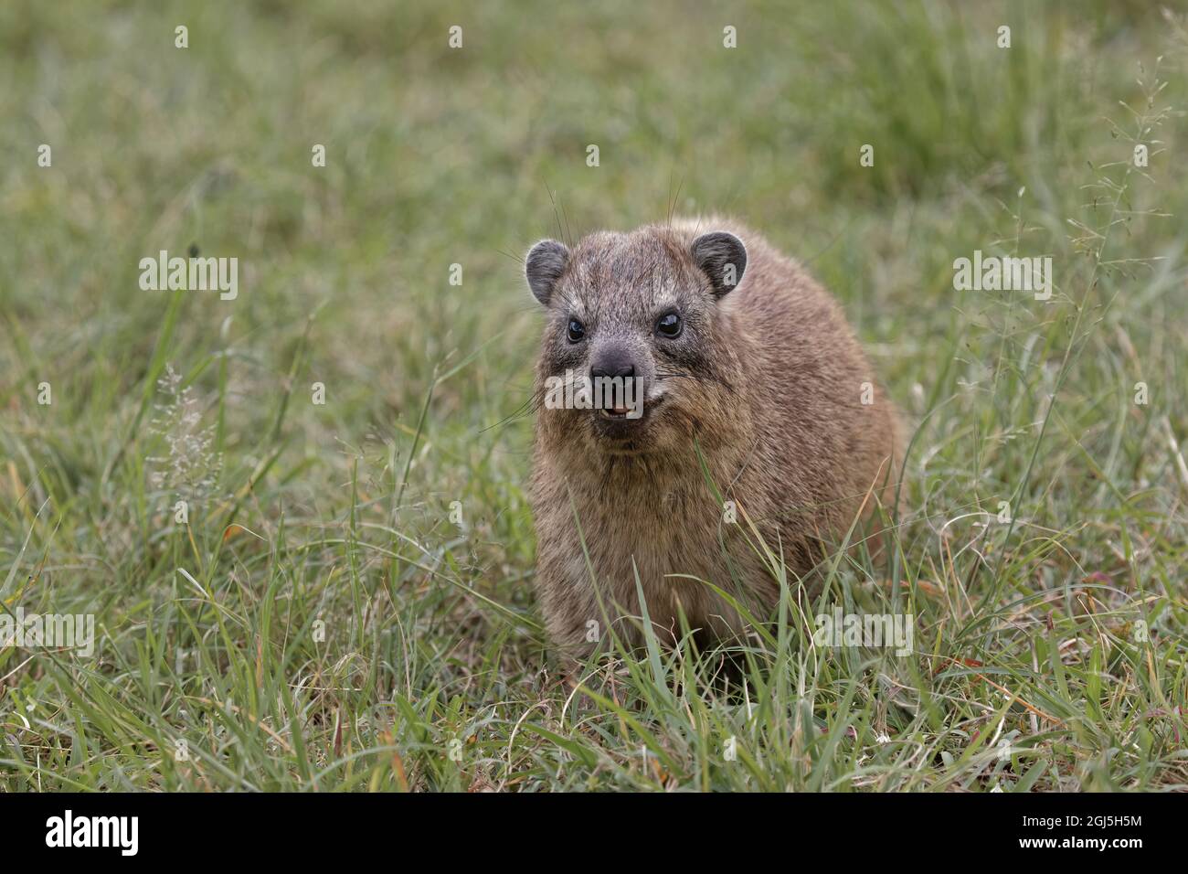 Rock hyrax, Serengeti National Park, Tanzania, Africa Stock Photo - Alamy