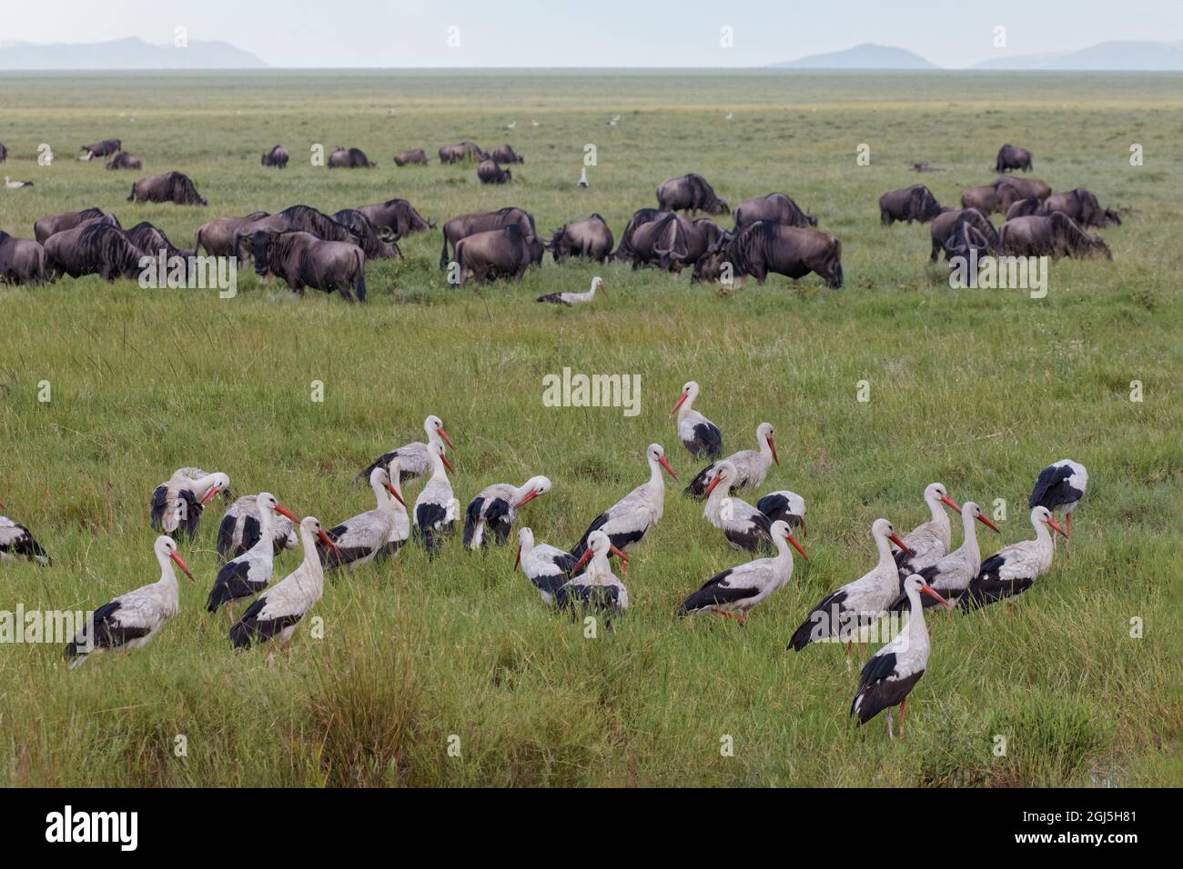 White stork, European stork, Serengeti National Park, Tanzania, Africa ...