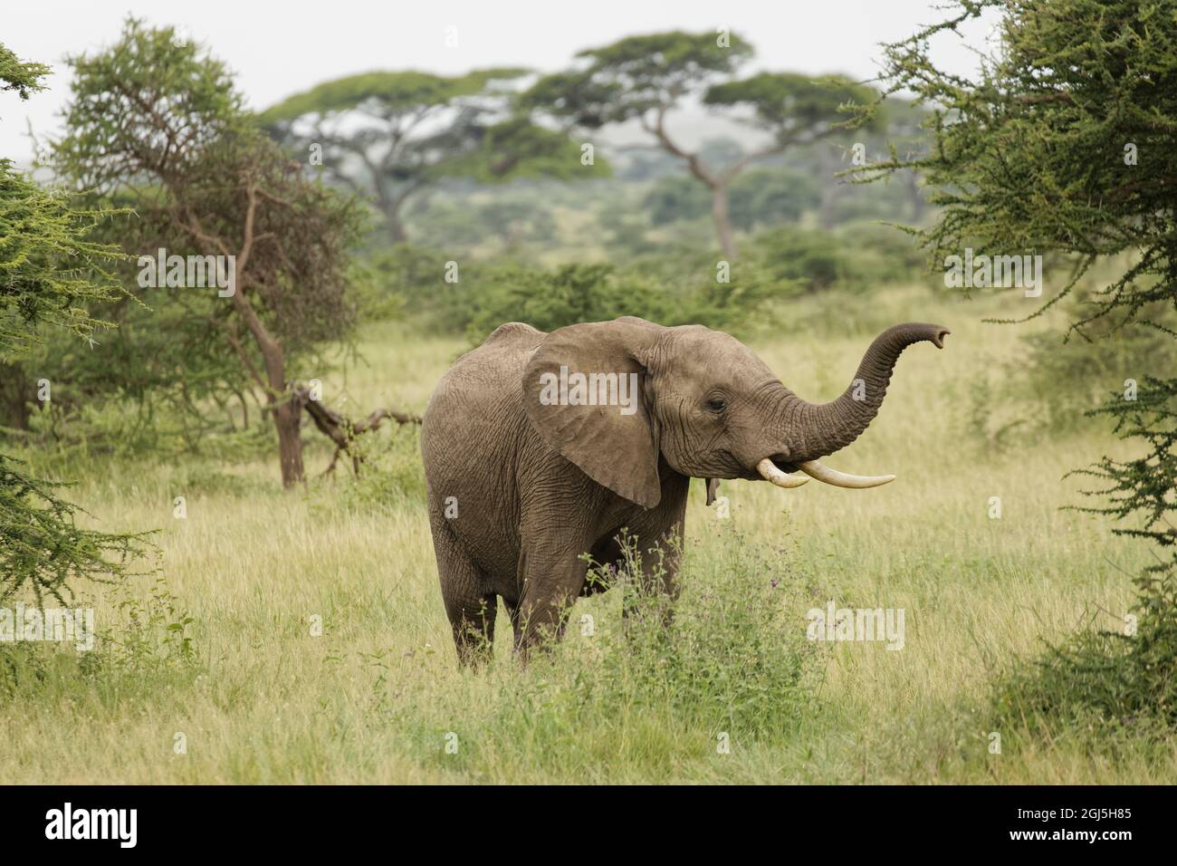 Savanna jones hi-res stock photography and images - Alamy