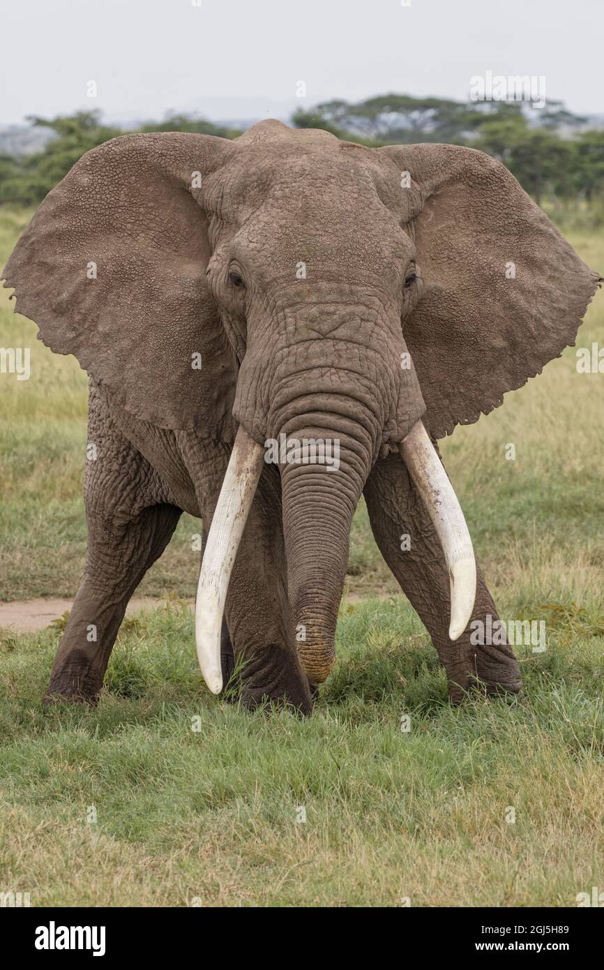 Large African bull elephant, Serengeti National Park, Tanzania, Africa ...