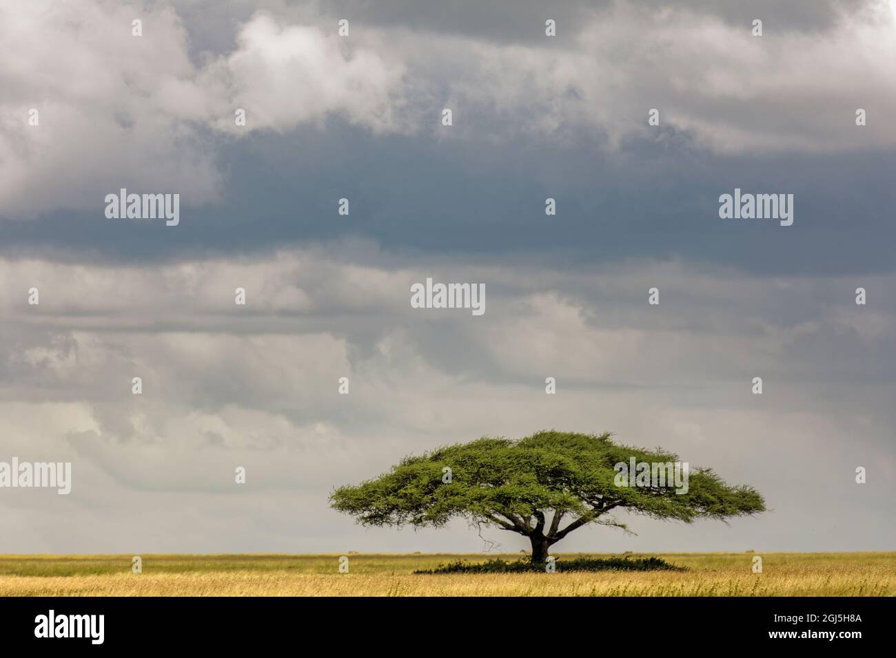 Single acacia Tree, Serengeti National Park, Tanzania, Africa Stock Photo - Alamy