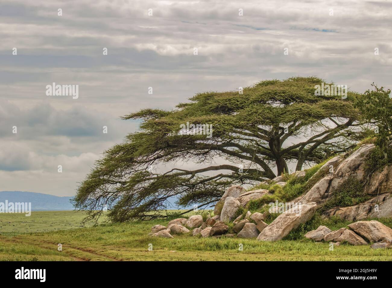 Kopje landscape hi-res stock photography and images - Alamy