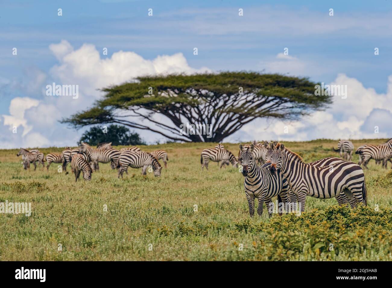 Zebra and acacia tree hi-res stock photography and images - Alamy
