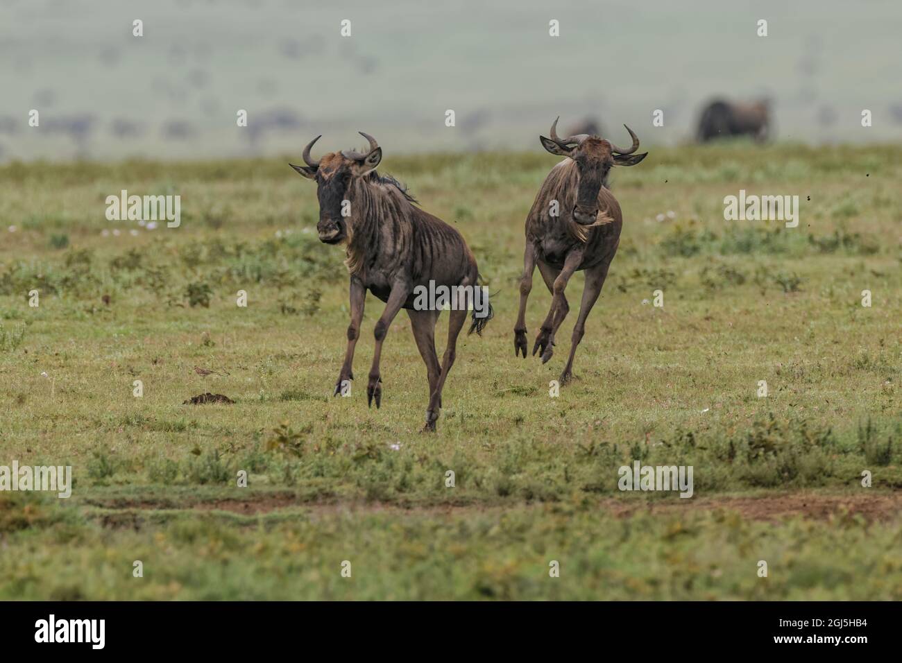 Wildebeest running male hi-res stock photography and images - Alamy
