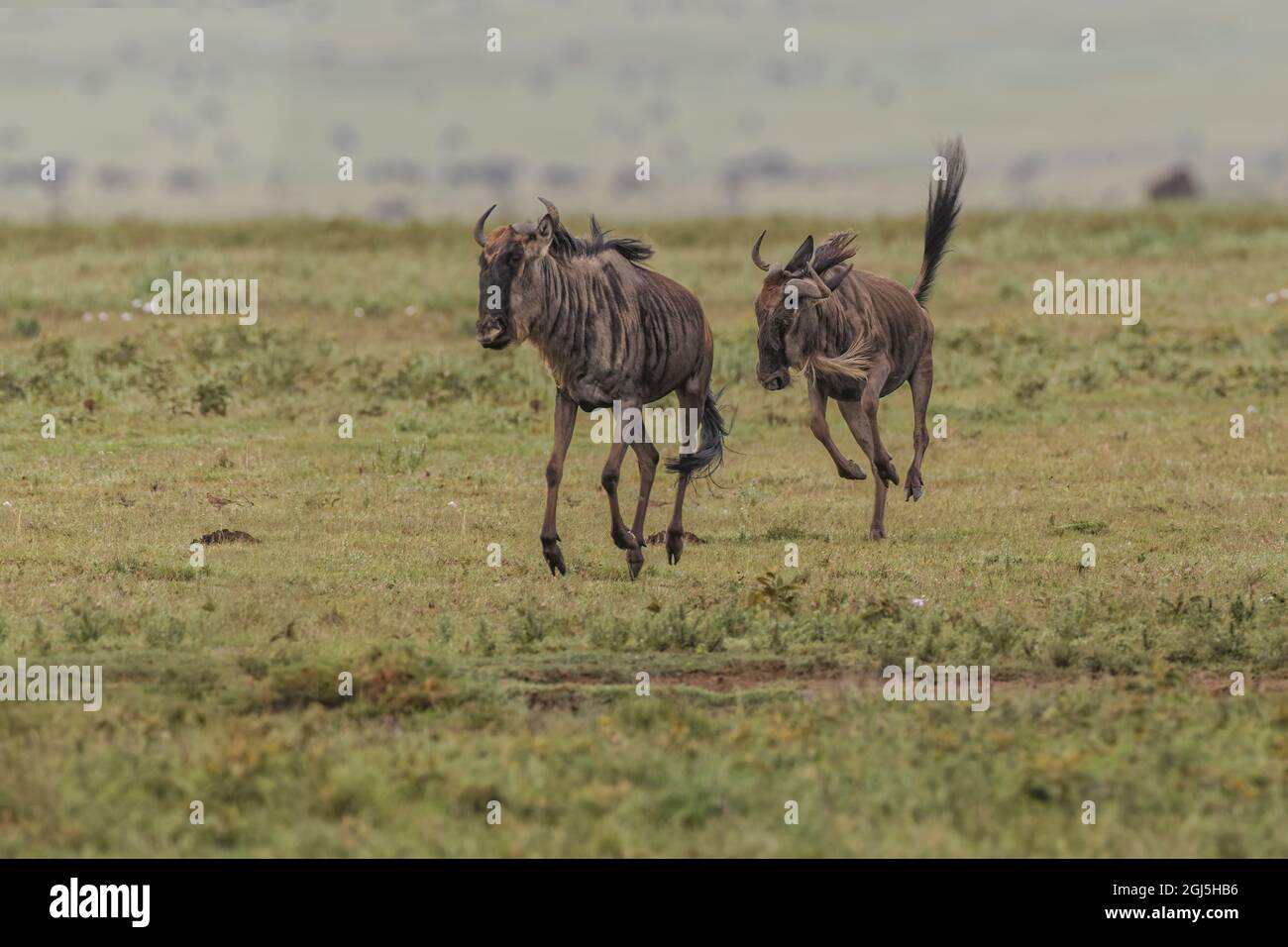Wildebeest running male hi-res stock photography and images - Alamy