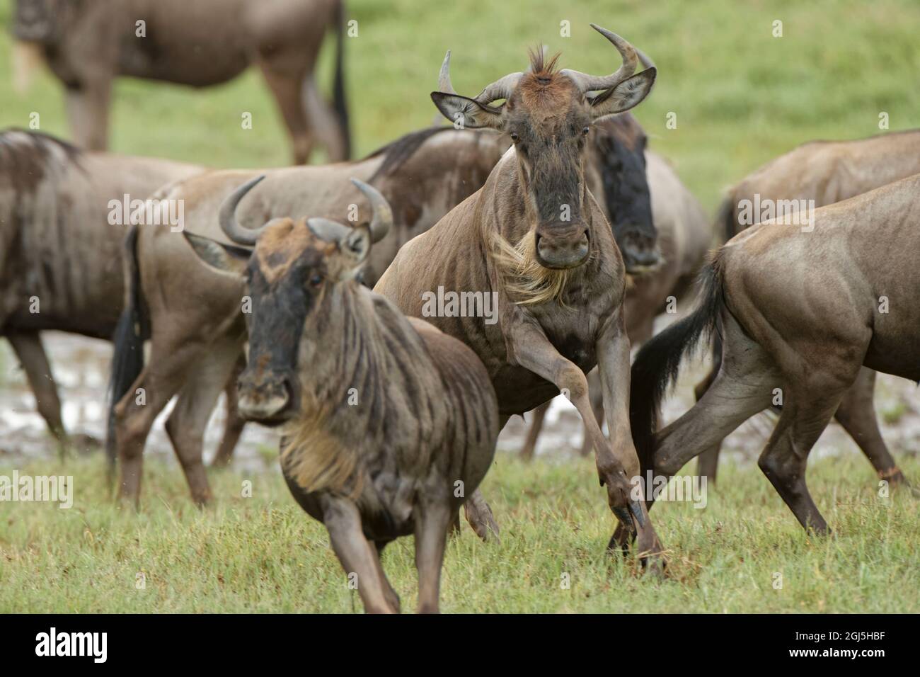 Male wildebeest chasing a female during spring migration, Serengeti ...