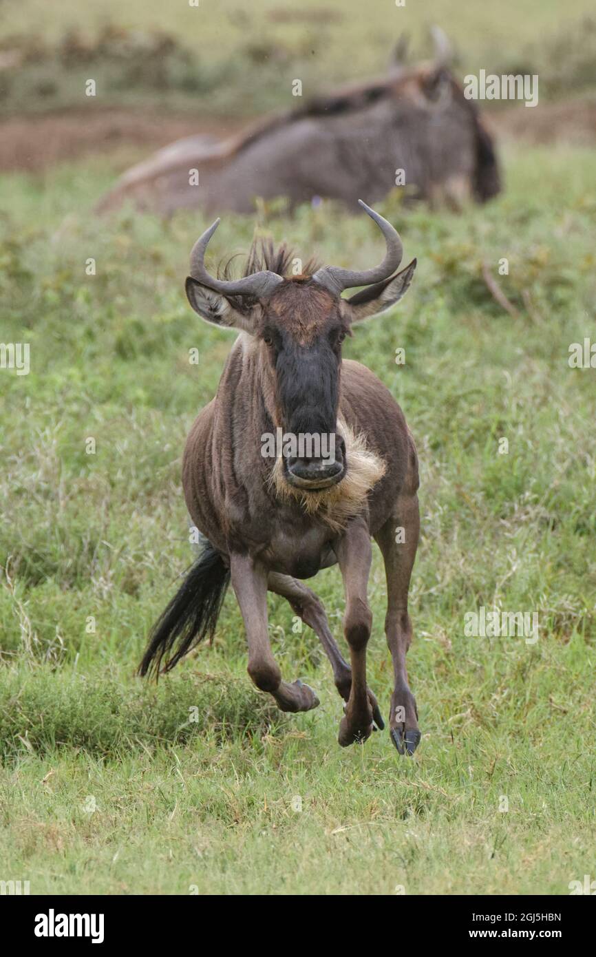 Male wildebeest chasing a female during spring migration, Serengeti ...