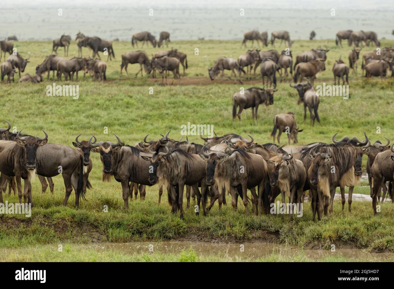 Herd during migration hi-res stock photography and images - Alamy