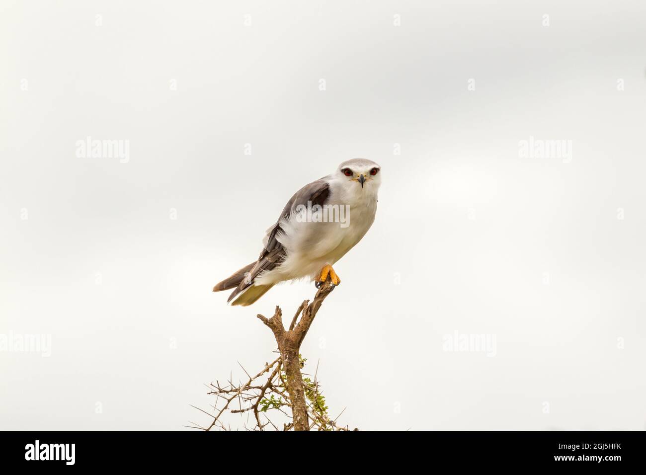 Black shouldered kite bird hi-res stock photography and images - Alamy