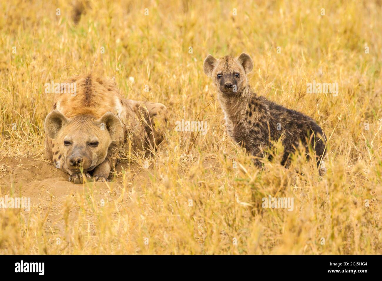 Africa, Tanzania, Serengeti National Park. Spotted hyena adult and ...