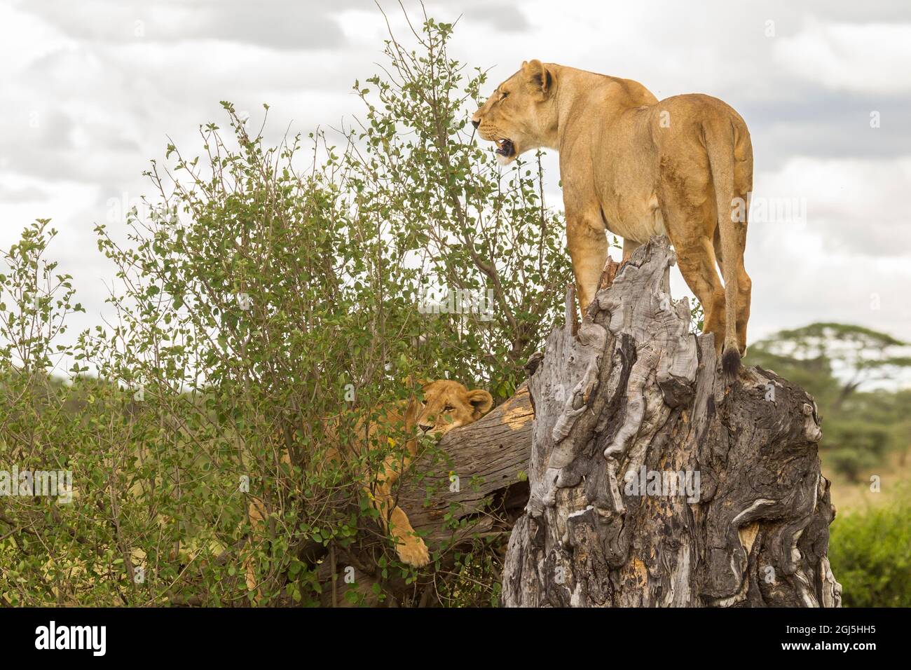 Dead lion cub hi-res stock photography and images - Alamy