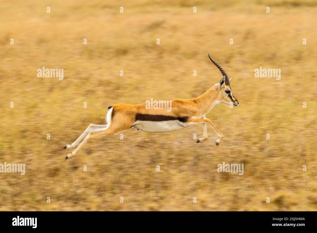 Gazelle Running Speed