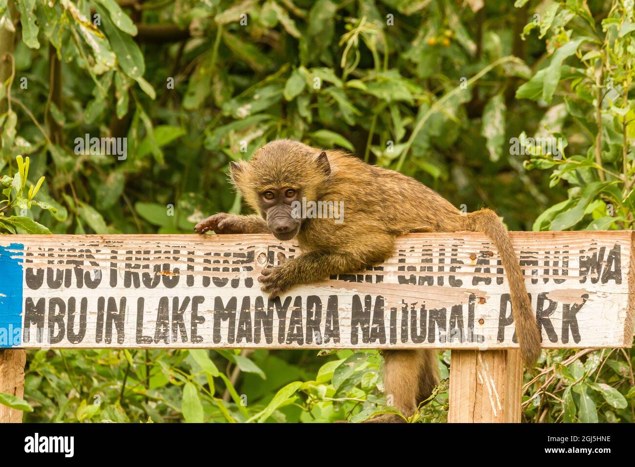 Baboon sign hi-res stock photography and images - Alamy