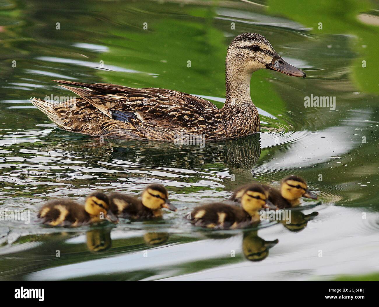 Ducklings foraging hi-res stock photography and images - Alamy