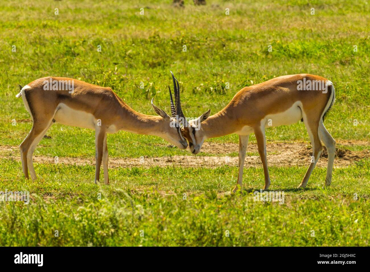 Butting heads hi-res stock photography and images - Alamy