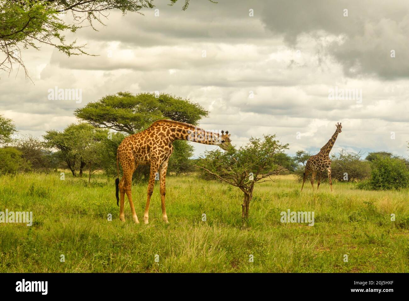Africa, Tanzania, Tarangire National Park. Maasai giraffe eating tree ...