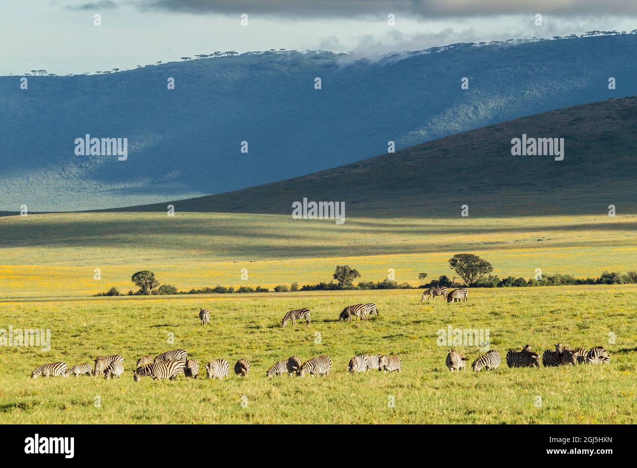 Africa, Tanzania, Ngorongoro Crater. Zebra herd on plain. Credit as ...