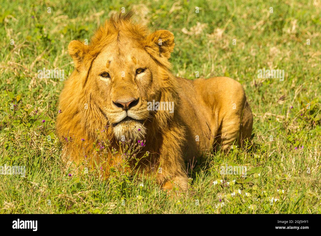 Africa, Tanzania, Ngorongoro Crater. African lion resting. Credit as ...