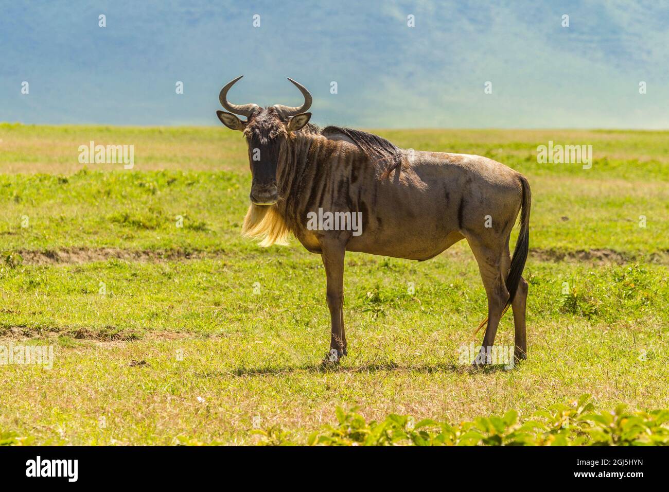 Africa, Tanzania, Ngorongoro Crater. White bearded wildebeest close-up ...