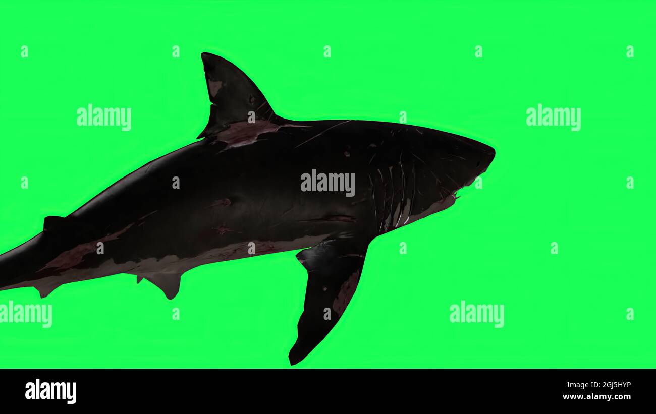 3d illustration - Shark In A Green Screen - background Stock Photo - Alamy