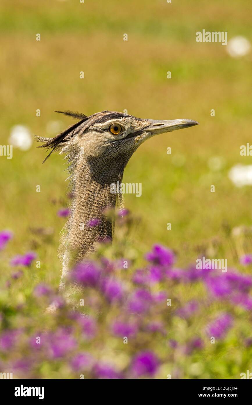 Africa, Tanzania, Ngorongoro Crater. Kori bustard head and flowers ...