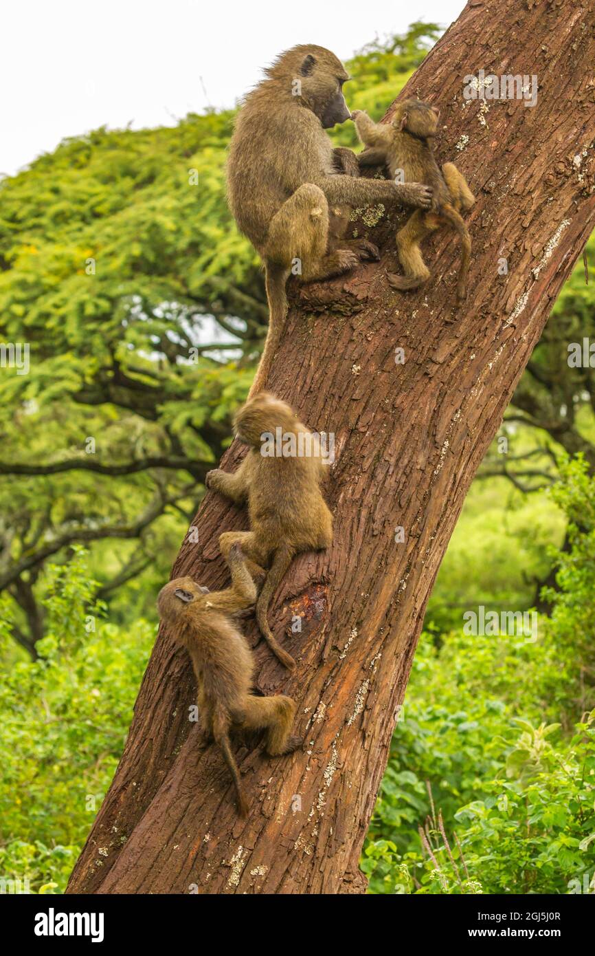 Africa, Tanzania, Ngorongoro Crater. Olive baboons on tree. Credit as ...