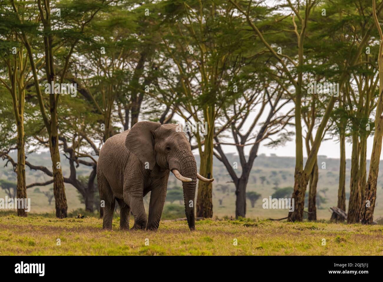 Elephant with trees hi-res stock photography and images - Alamy