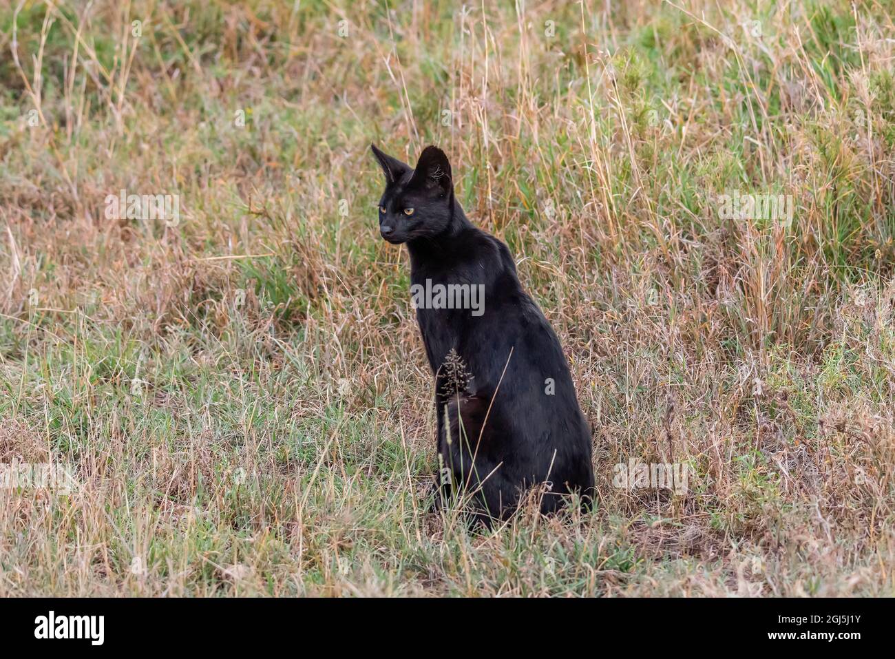 Black African Serval Cat