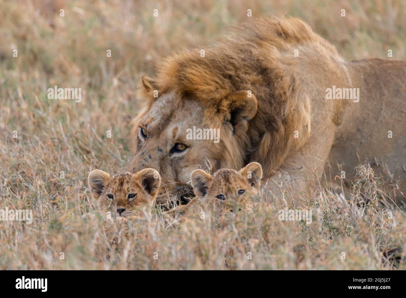 Africa, Tanzania, Serengeti National Park. Male lion and cubs. Credit ...