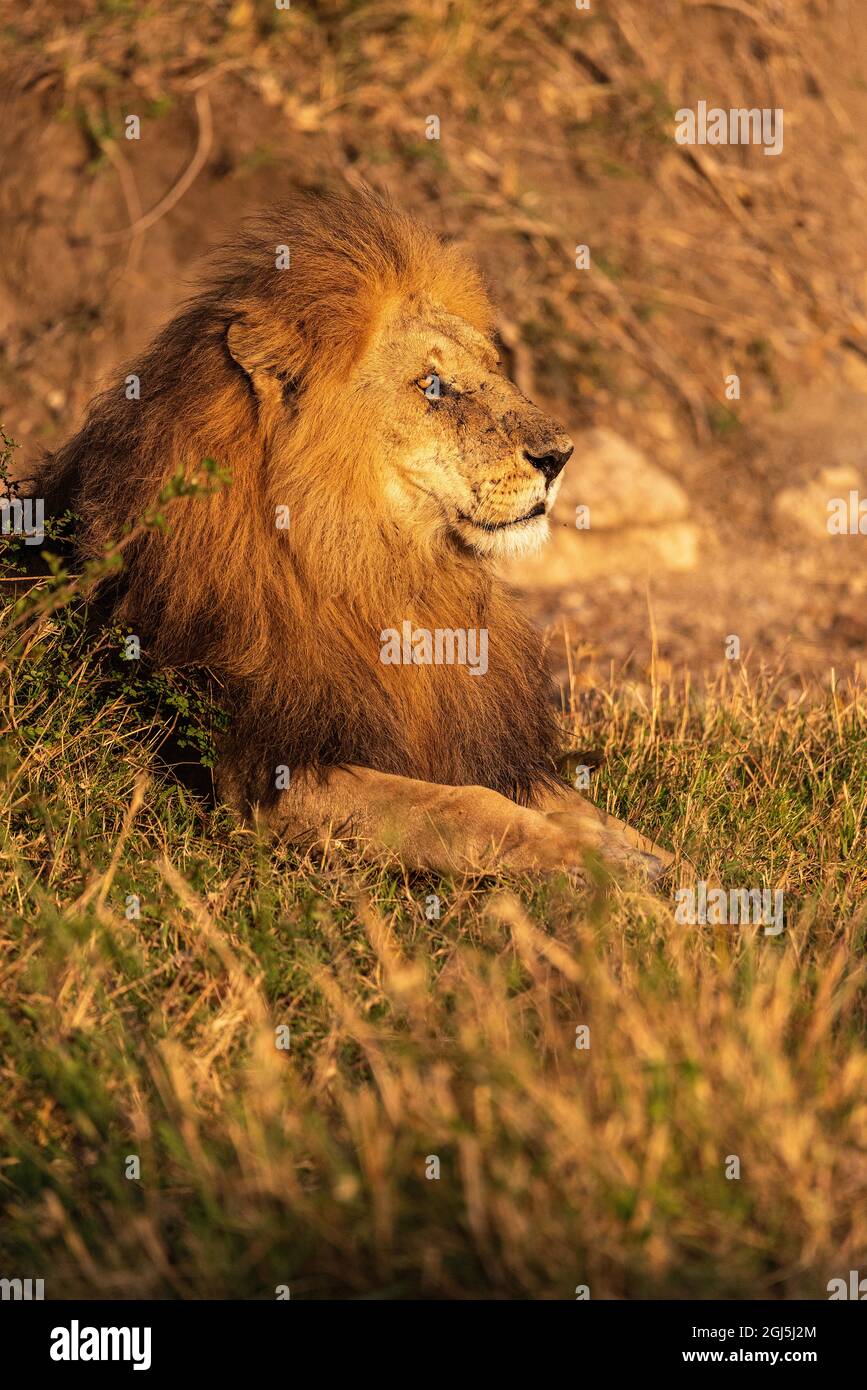 Africa, Tanzania, Serengeti National Park. Male lion close-up. Credit ...