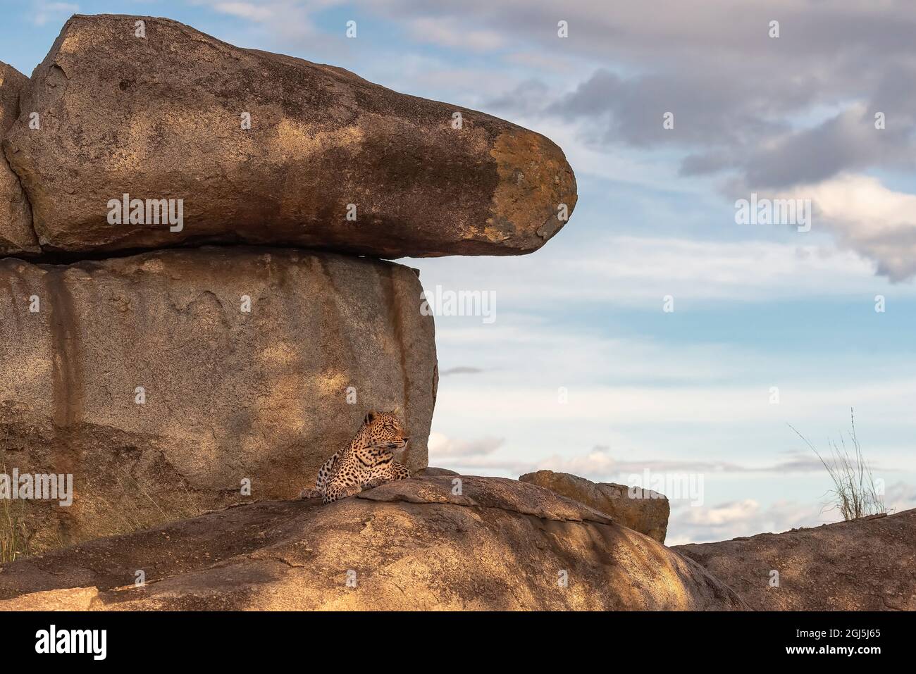 Leopard rock tanzania hi-res stock photography and images - Alamy