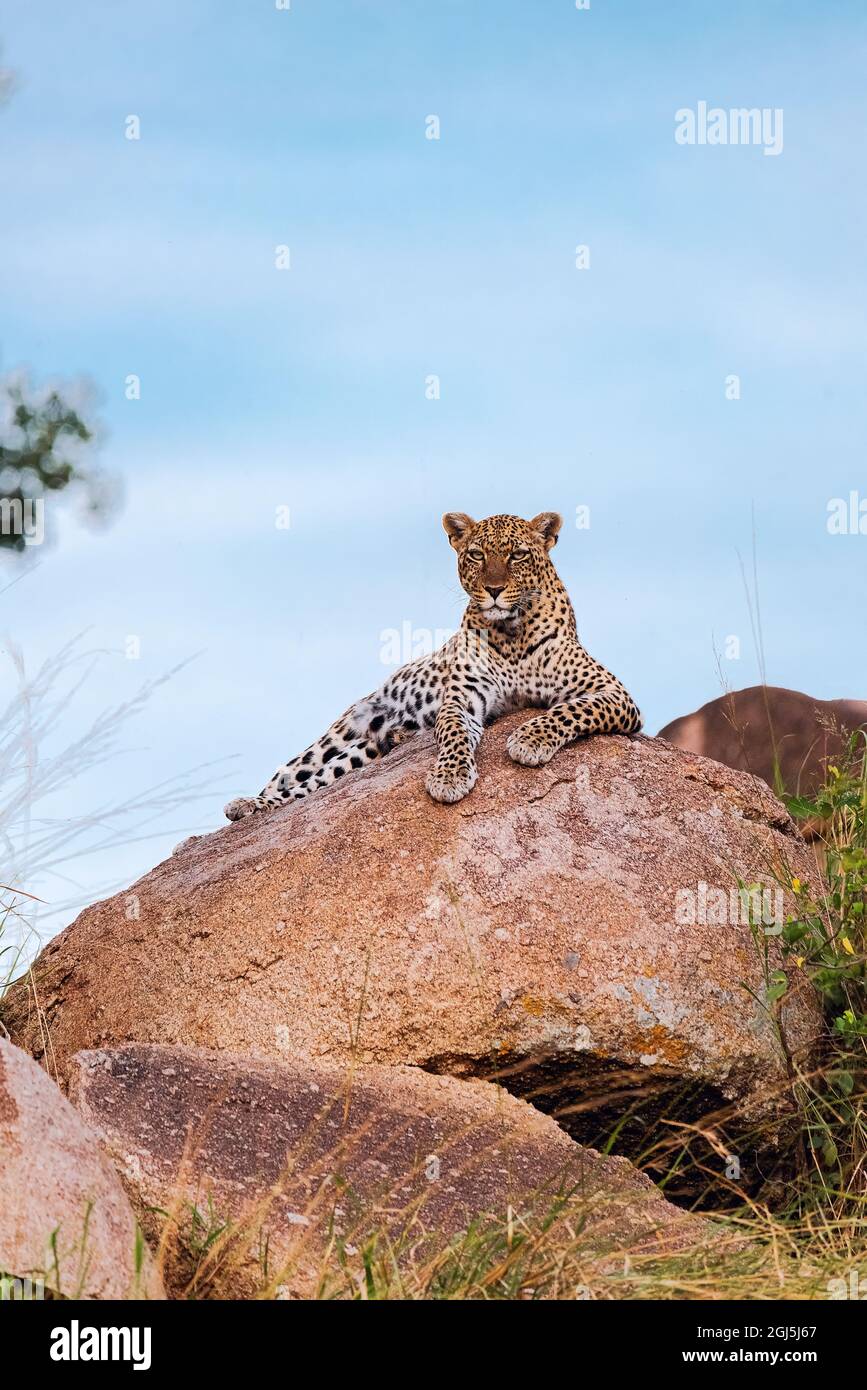 Leopard rock tanzania hi-res stock photography and images - Alamy