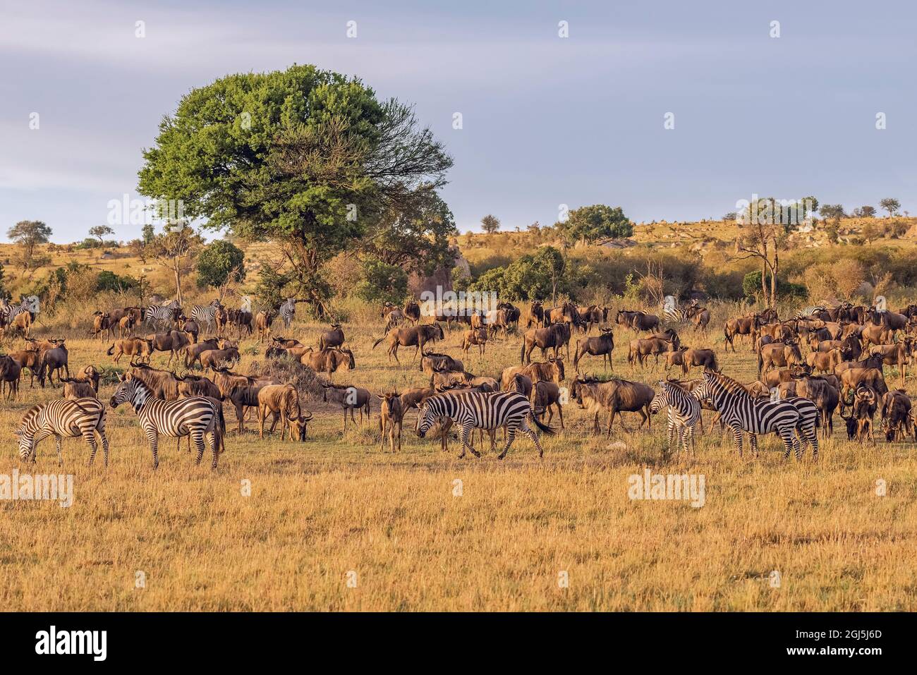 Africa, Tanzania, Serengeti National Park. Zebras and wildebeests on ...