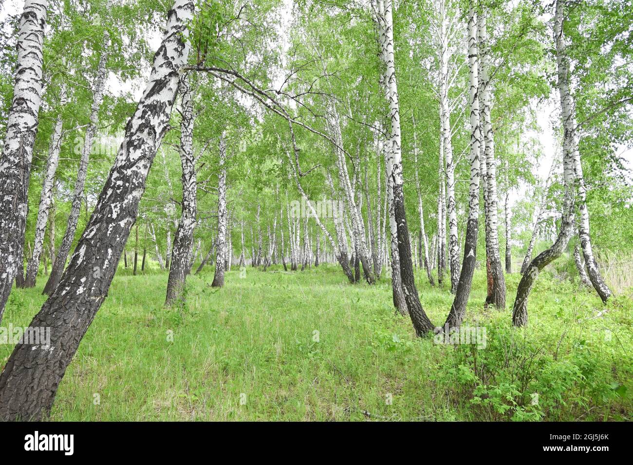Spring birch forest Stock Photo - Alamy