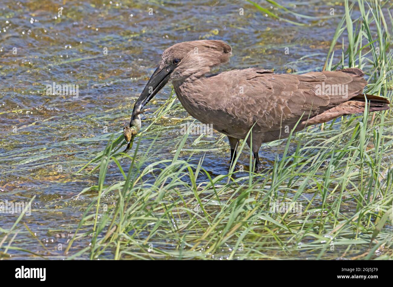 Heron like bird hi-res stock photography and images - Alamy