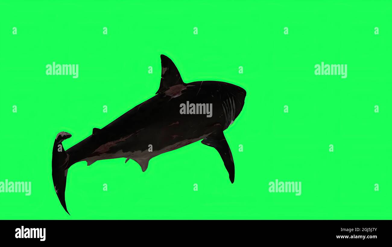 3d illustration - Shark In A Green Screen - background Stock Photo - Alamy