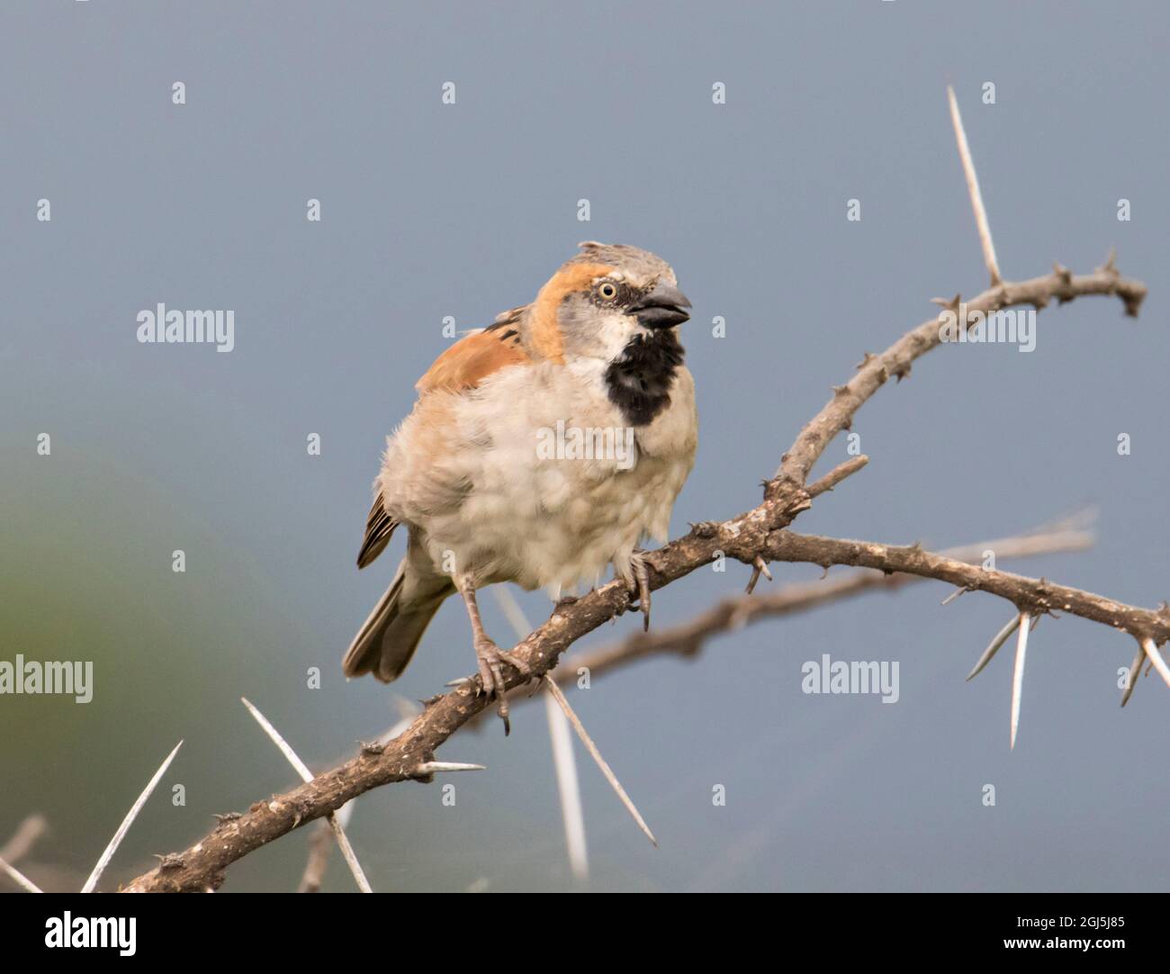 Kenya rufous sparrow hi-res stock photography and images - Alamy